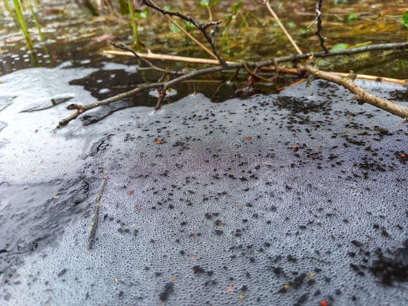 Reproduction of Frogs in the Swamp Stock Image - Image of ecosystem ...