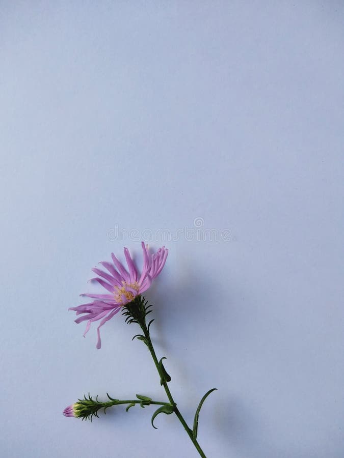 Frower stock image. Image of nature, frower, natural - 164104615