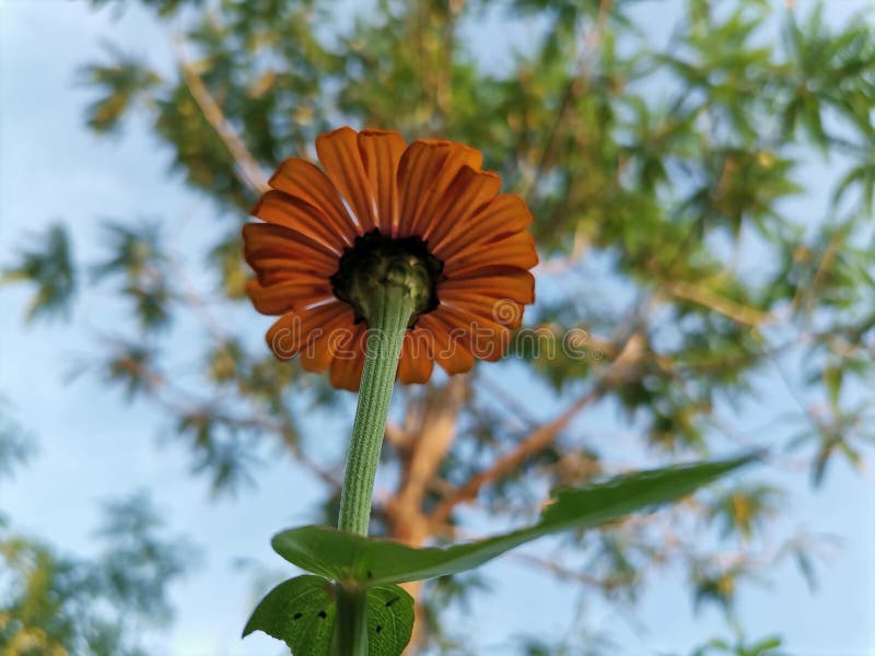 Frower Fresh Natural Beauty Flowers-lover Stock Photo - Image of fresh ...