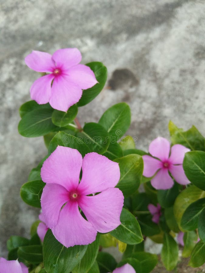 Frower Have Colorful Beautiful Stock Image - Image of flower, beautiful ...