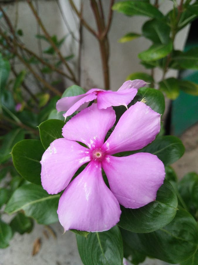 Trees Frower Stock Photos - Free & Royalty-Free Stock Photos from ...