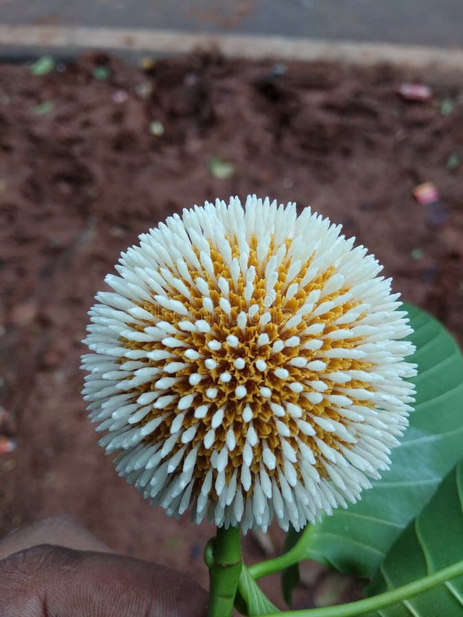 405 Frower Stock Photos - Free & Royalty-Free Stock Photos from Dreamstime