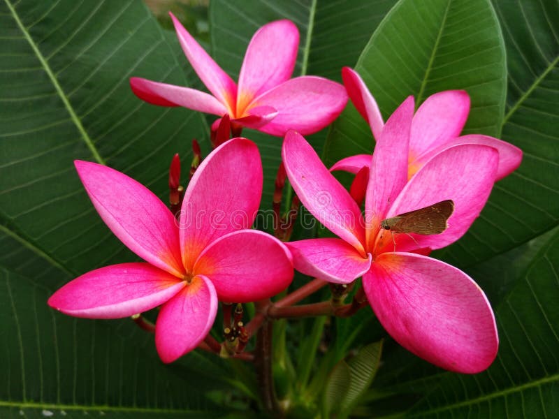 405 Frower Stock Photos - Free & Royalty-Free Stock Photos from Dreamstime