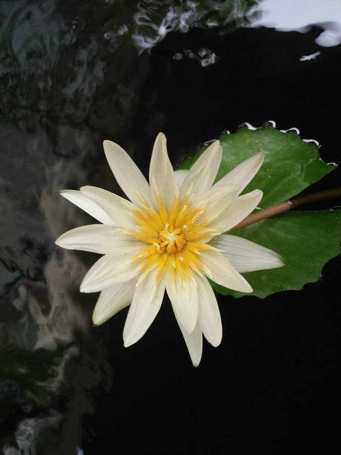 Flower in water stock image. Image of frower, gardens - 72815271