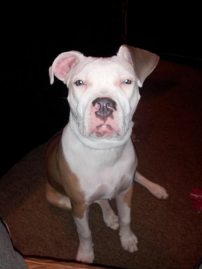 Frowning fotografia stock. Immagine di cucciolo, cane - 93457766