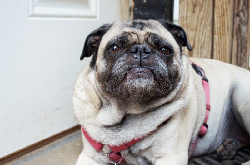 Patriotic American pug dog stock image. Image of costume - 12449853
