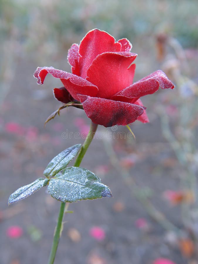 Red Rose under hoar-frost stock photo. Image of frost, petal - 310428