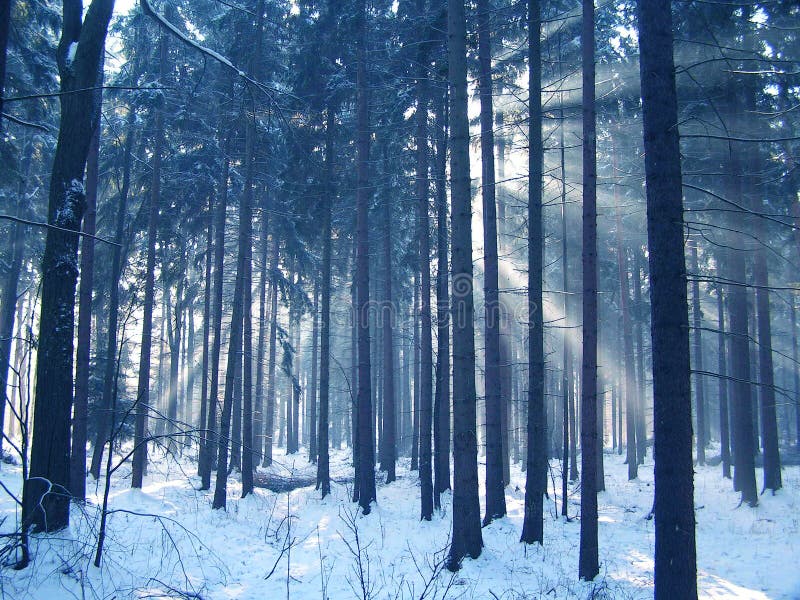 Frozen stock image. Image of light, morning, trees, sunlight - 1695855