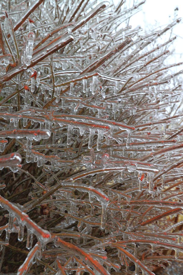 Frozen Icicle stock image. Image of spike, branches, freezing - 37587467