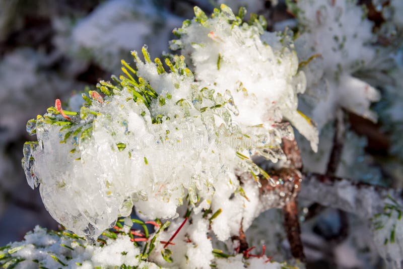 Frozen Alpine Pine Tree in Winter Stock Photo - Image of frozen ...