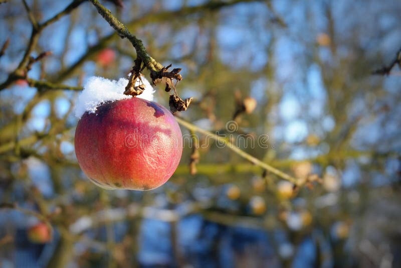 Frozen Apple Juice Under a Microscope. Stock Image - Image of healthy ...