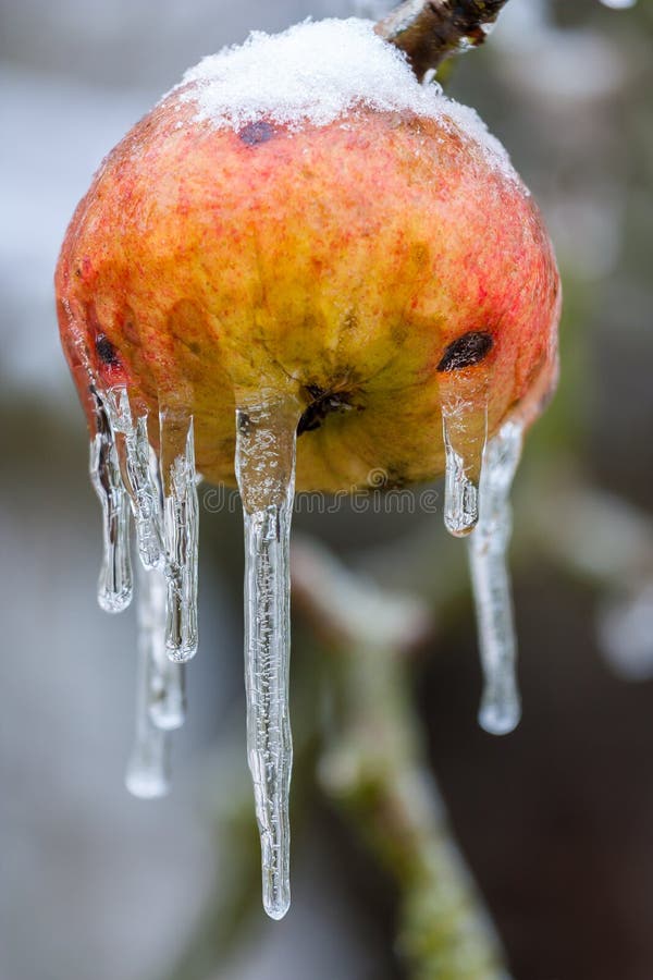 Frozen apple stock image. Image of apples, tree, icicles - 60644263