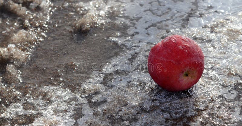 Frozen apple on ice stock photo. Image of area, activity - 48806776
