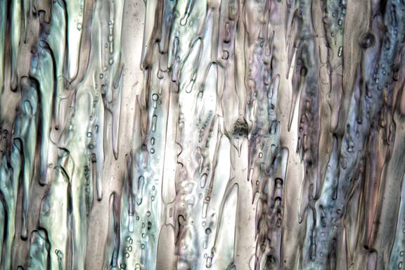 Frozen Apple Juice Under a Microscope. Stock Photo - Image of micro ...