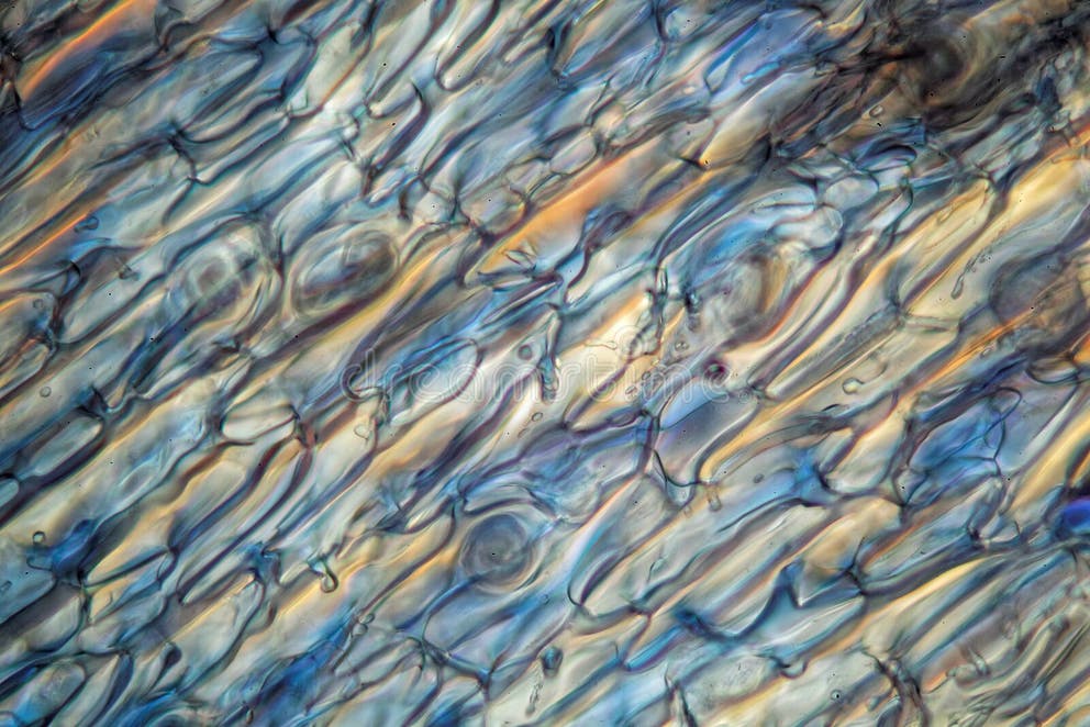 Frozen Apple Juice Under a Microscope. Stock Image - Image of ...