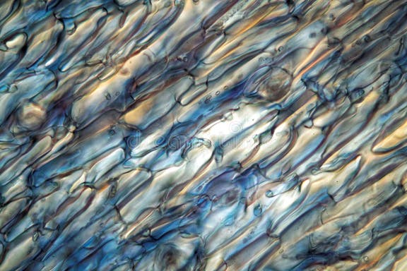 Frozen Apple Juice Under a Microscope. Stock Image - Image of ...