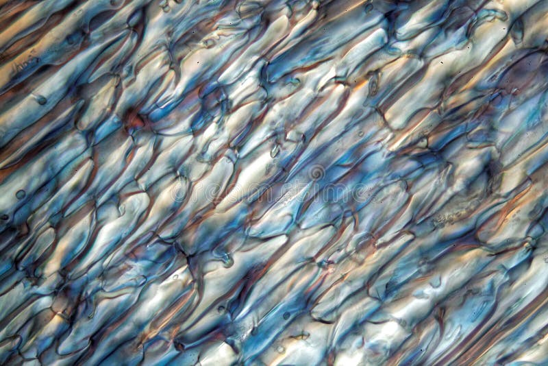 Frozen Apple Juice Under a Microscope. Stock Image - Image of food ...