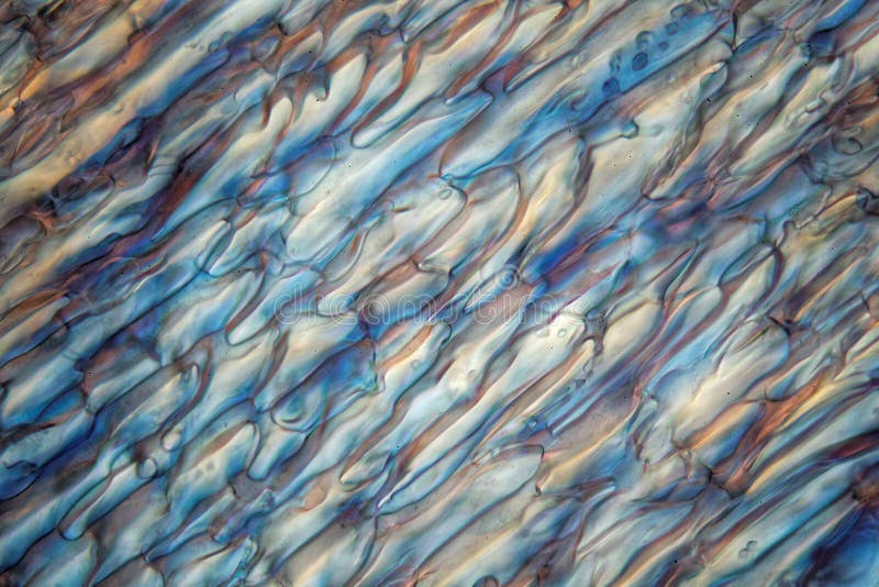 Vegetables Under Microscope Stock Photos - Free & Royalty-Free Stock ...