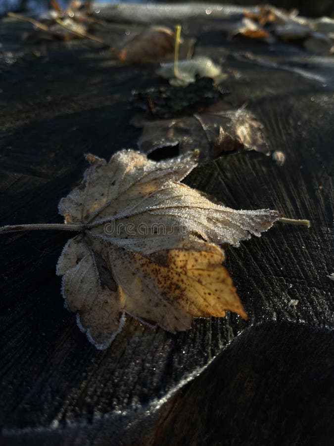Frozen autumn fallen leaf stock image. Image of frozen - 287135423