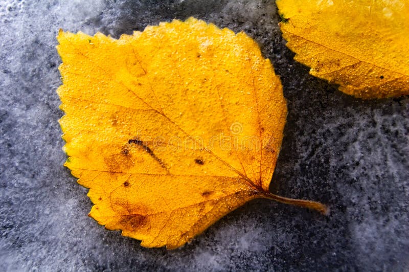 Frozen autumn leaves. stock image. Image of element, dead - 11340825