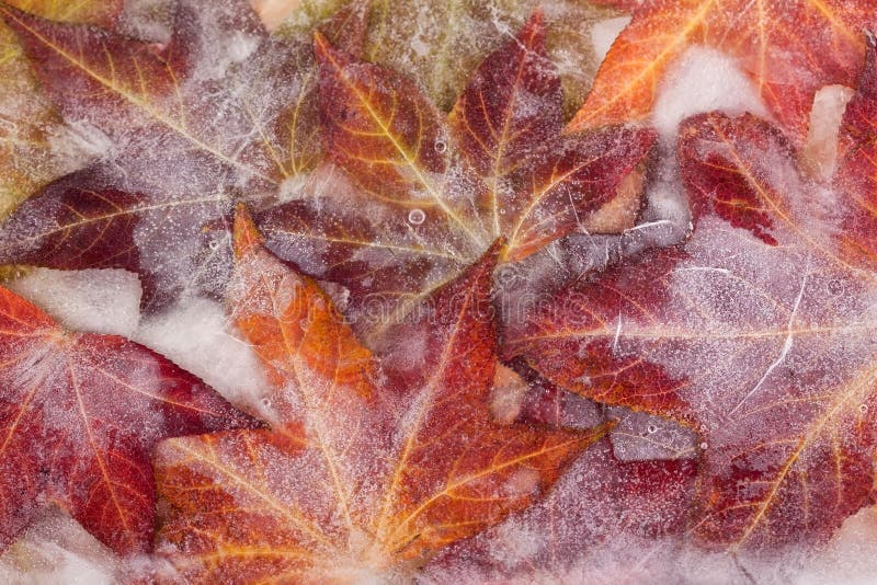 Frozen autumn leaves stock photo. Image of crystal, close - 26134924
