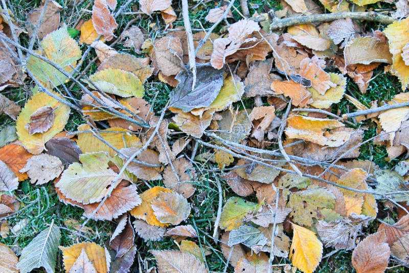 Frozen autumn leaves stock image. Image of brown, golden - 94812157