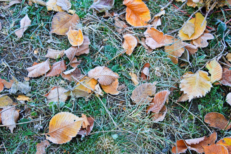 Frozen autumn leaves stock image. Image of frozen, nature - 95526009