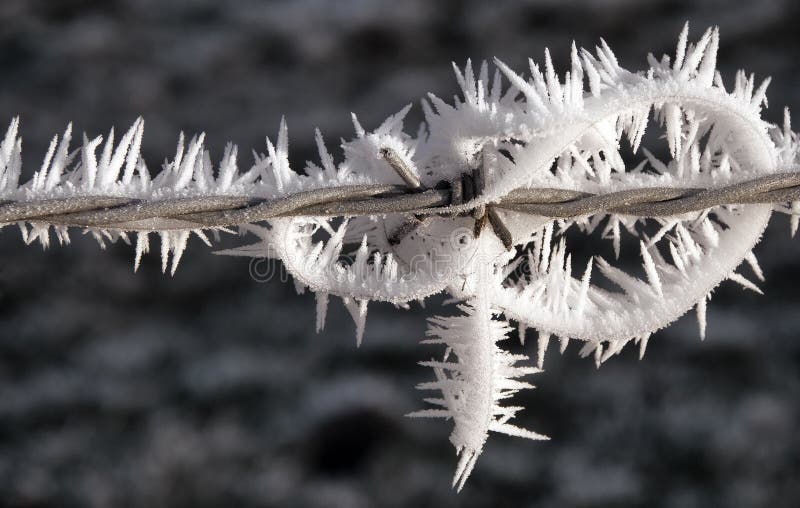 Twisted Frozen Frosted Dead Tree Stock Image - Image of cold, mountain ...