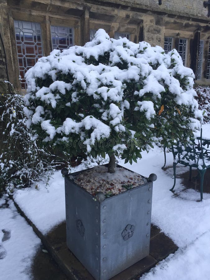 Frozen bay trees stock photo. Image of covering, bush - 236562084