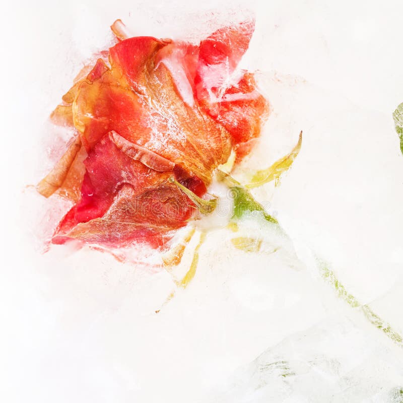 Frozen Beautiful Red Rose Flower Stock Photo - Image of abstract, fine ...
