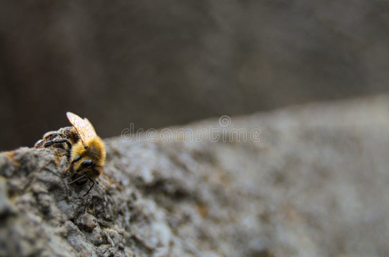 Frozen bee stock photo. Image of wing, iced, rock, drop - 66418776