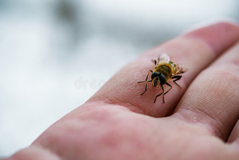 Frozen Bee Due To a Sudden Autumn Cold Stock Photo - Image of white ...