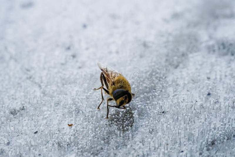 Frozen Bee Due To a Sudden Autumn Cold Stock Image - Image of green ...