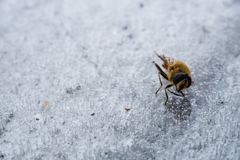 Frozen Bee Due To a Sudden Autumn Cold Stock Photo - Image of wildlife ...