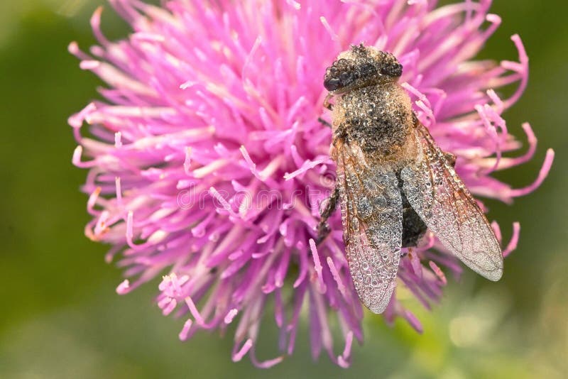 Frozen Bee in November Time Stock Image - Image of animal, bloom: 202490745