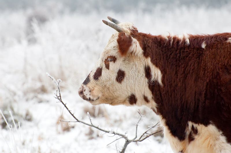 Frozen beef stock image. Image of field, agriculture - 12428815