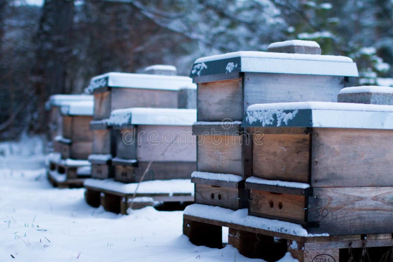 Frozen bees stock image. Image of cold, beehive, honey - 192034623