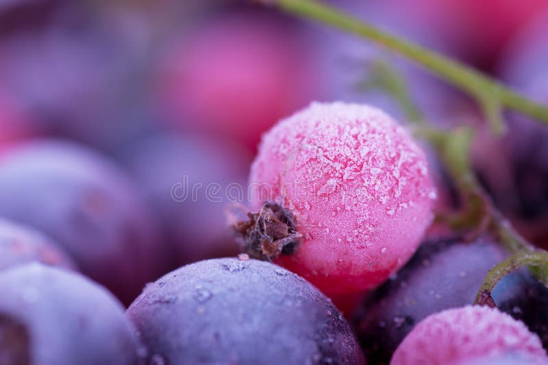Red frozen berries stock photo. Image of iced, bush, berry - 3264384