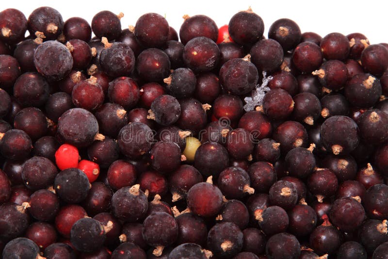Frozen berries currants stock image. Image of black, berries - 17566473