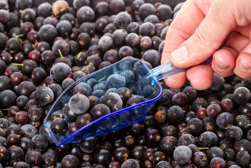 Frozen berries currants stock image. Image of frost, color - 32573235