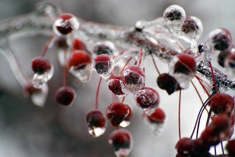 Frozen berries stock image. Image of frozen, dark, winter - 74029113