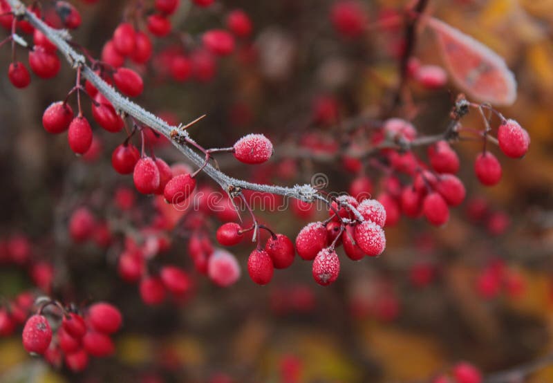 Frozen Berries in Winter, Covered with Icing Stock Image - Image of ...