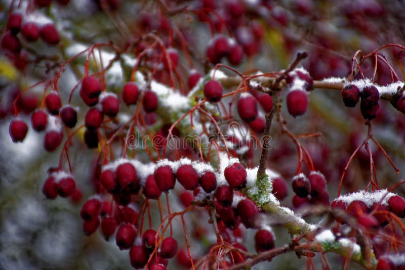 Frozen berries in winter stock image. Image of leaf - 152330409
