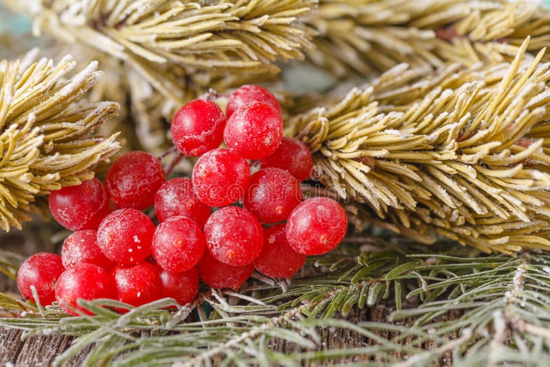 Frozen Berry with Frozen Pine Tree Stock Photo - Image of holiday ...