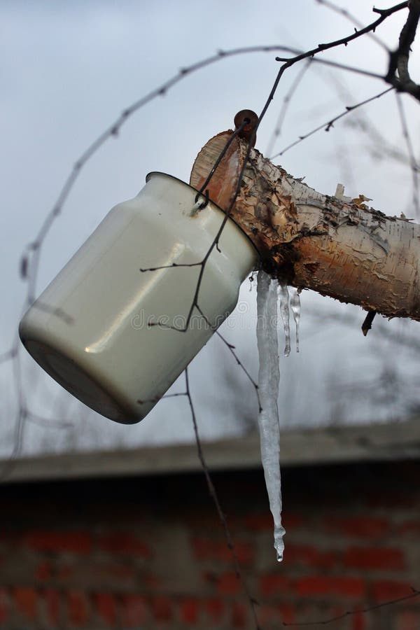 Frozen Birch Sap on a Tree Trunk Stock Image - Image of freeze, frost ...
