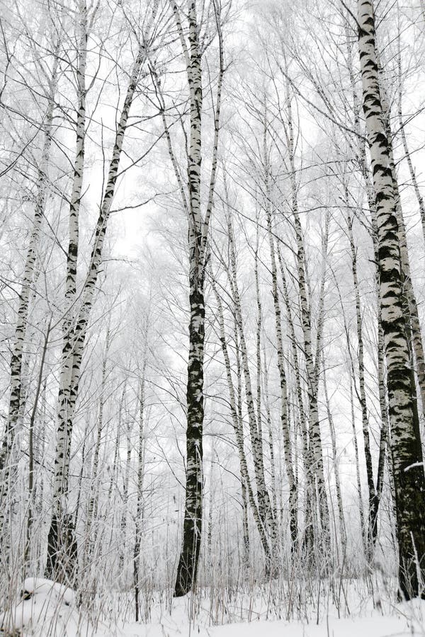 Winter birch trees stock photo. Image of winter, trunk - 158036282