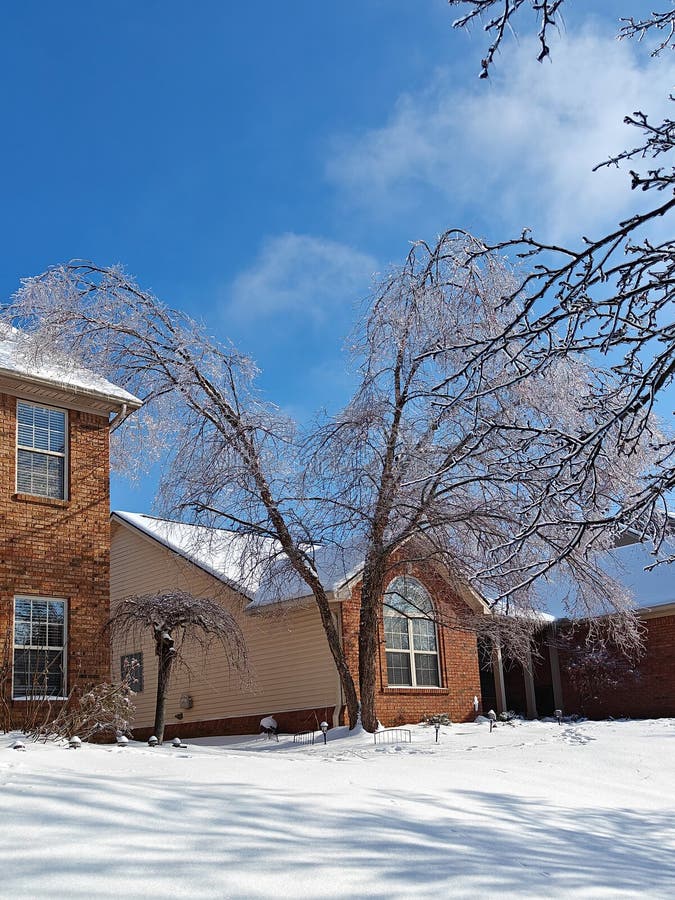 Frozen Birch Tree after Winter Storm with Freezing Rain . Stock Image ...