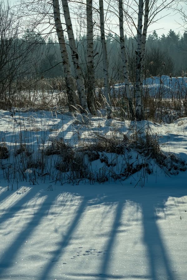Frozen Birch Trees Casting Shadows in Snow Stock Image - Image of ...