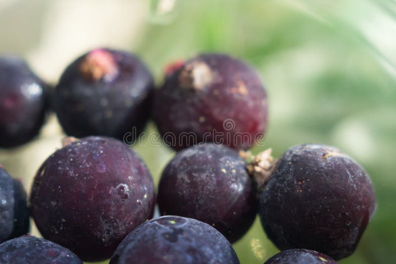 Frozen black currant stock image. Image of fruit, spring - 113355259