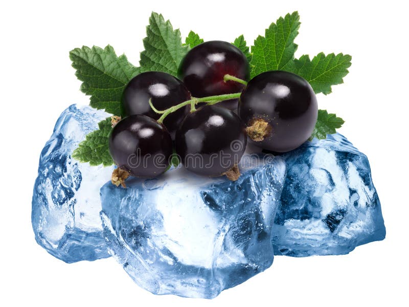 Frozen Blackcurrant Isolated, Paths Stock Photo - Image of heap ...